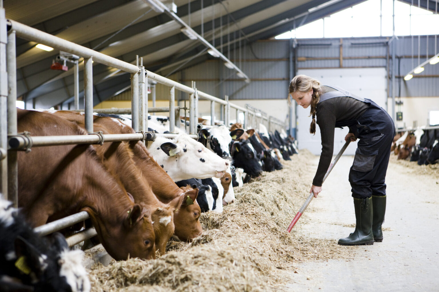 Robotic Milking AMS - New approaches for management and breeding of ...